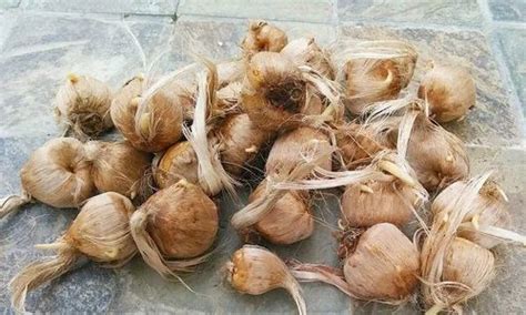 Saffron Seeds and kashmiri saffron Retailer | Pearl Virgin Saffron, Pampora
