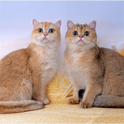 Оленька КотОк