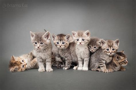 So Many Little Kitties by breanna-rae on DeviantArt