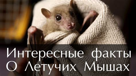 Интересные факты о Летучих Мышах (Фото и Видео) - YouTube