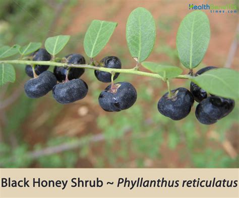 Black honey shrub facts and health benefits