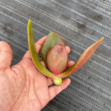 Echeveria 'Fireball' (1 x CUTTING) – LET LOVE GROW (Succulent & Cactus)