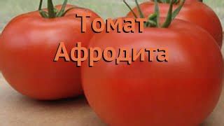 Томаты Афродита Отзывы Фото — Bluemorphotours.ru