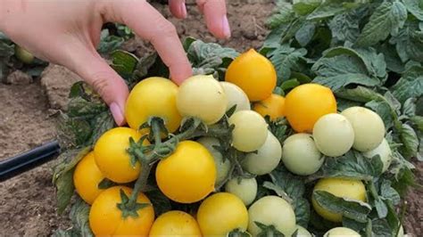 Самый вкусный карликовый Черри🍅обзор серии Шапочка | УСАДЬБА-СЕМЕНА