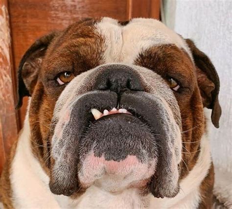 Фото Английского Бульдога🐶 — лучшие фото собак породы бульдог Pet Guide🐾