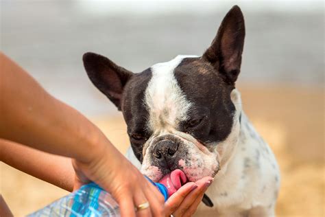 How Much Vitamin D Does A Dog Need: Essential Guidelines