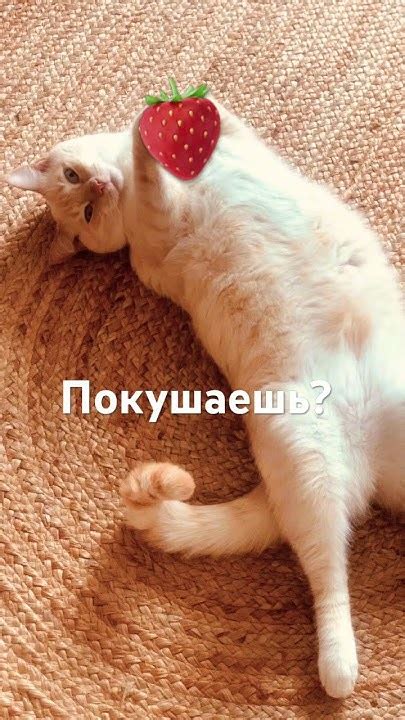 Я тебе клубничку принёс! #cat #котики #котик #шортс #кот - YouTube