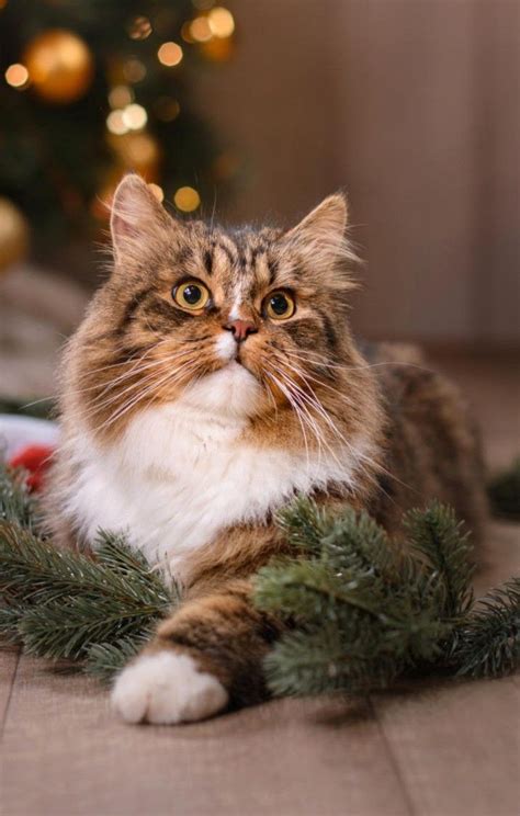 Christmas Time Is Here, Holiday Season Christmas, Christmas Cats ...