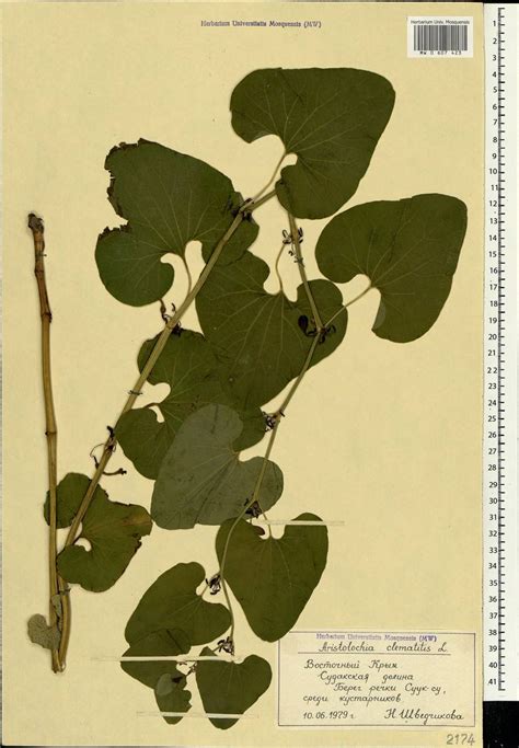 MW0607423, Aristolochia clematitis (Кирказон обыкновенный), specimen