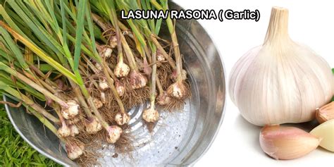 Garlic(LASUNA/ RASONA)