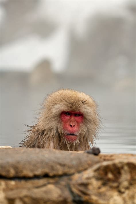 Animal Asia Bathing - Free photo on Pixabay - Pixabay