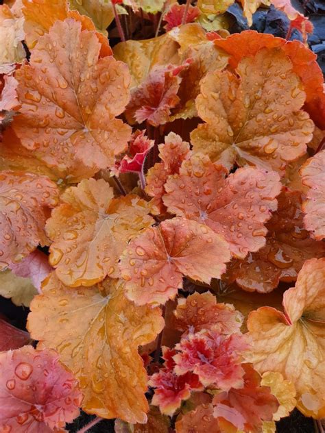 Heuchera 'Northern Exposure Amber' | Shop Heuchera | Proctors Nursery