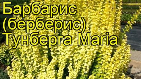 Барбарис тунберга Мария. Краткий обзор, описание характеристик, где ...