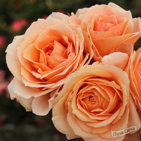 Роза флорибунда Импала (Rose floribunda Impala) - описание сорта, фото ...