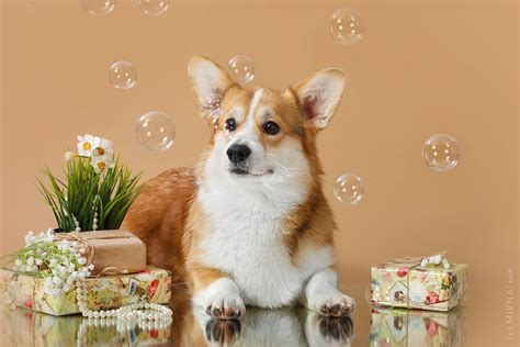 Открытки с корги с днем рождения - фото и картинки abrakadabra.fun