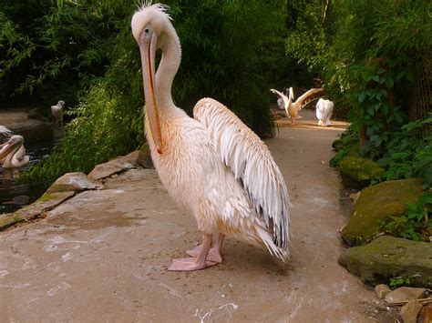 Pelican White Water Bird - Free photo on Pixabay