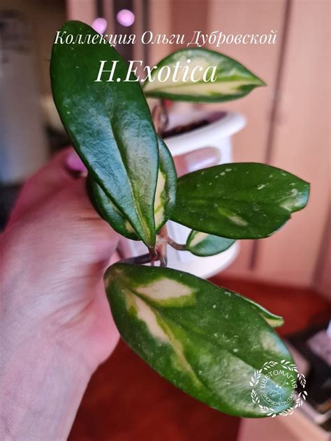 Hoya carnosa Tricolor Exotica (хойя карноза триколор экзотика) - ЦВЕТОМАГИЯ