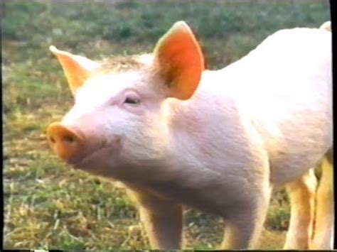 Babe (1995) Trailer (VHS Capture) - YouTube