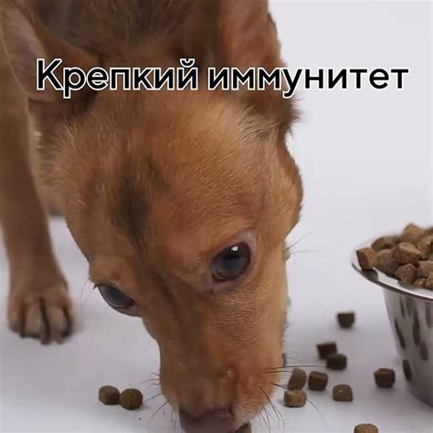 PetCourt SUPER IMMUNITET - YouTube