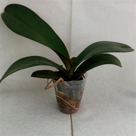 Phalaenopsis Sogo Yukidian'V3' Online Purchase