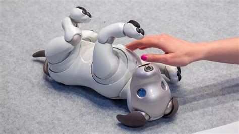 Новая игрушка расширит способности робота-собаки Sony Aibo | Роботы ...