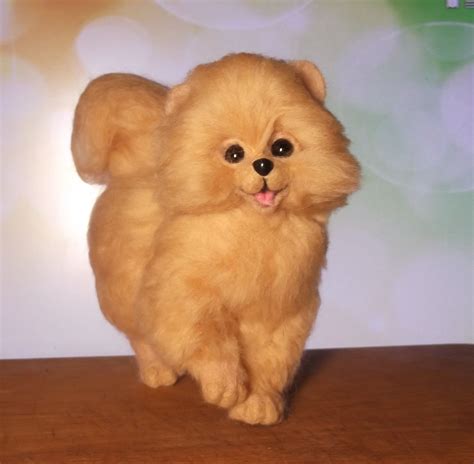 Маленький шпиц