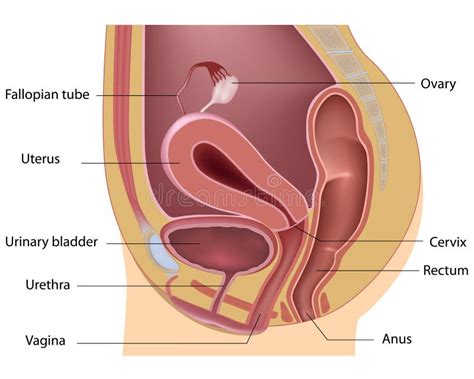 The Female Reproductive System is Made Up of Internal Organs and ...