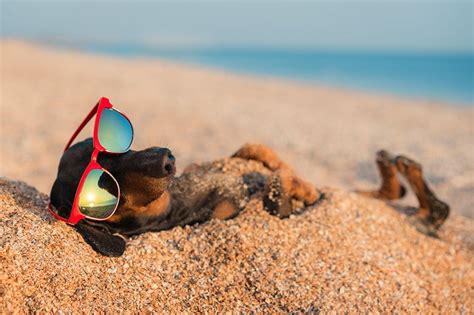 Создать мем "ридерз дайджест, music for pets z, такса на пляже ...