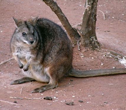 Валлаби Парма | zoo-ekzo.ru - Экзотические животные