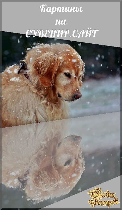 Собаки - картины | Animals, Dogs, Golden retriever