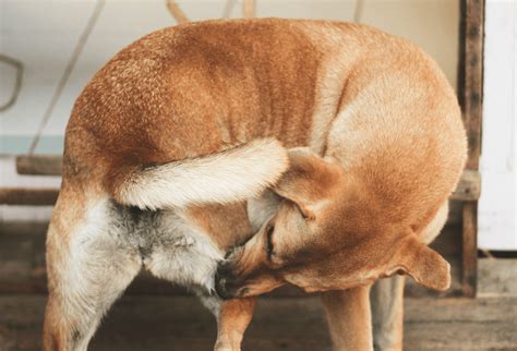 Can pets get worms from fleas? - Itch Pet | Itch Pet