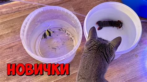 Новички в мой морской аквариум - YouTube