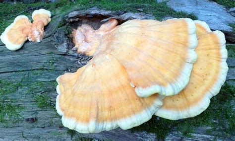 Трутовик серно-жёлтый (Laetiporus sulphureus) фото и описание