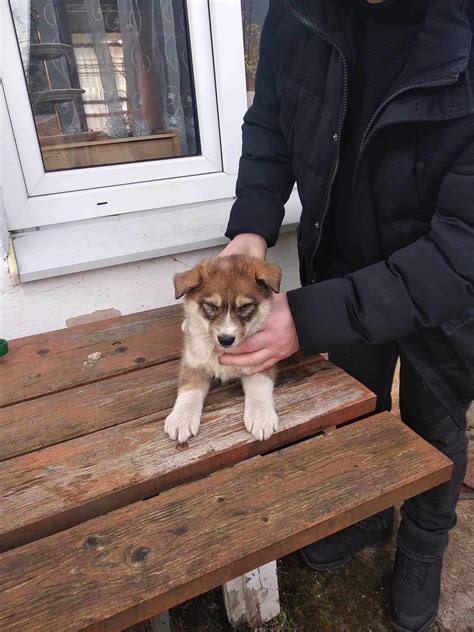 Віддам собаку у добрі руки: Безкоштовно - Безкоштовно (тварини і в'язка ...