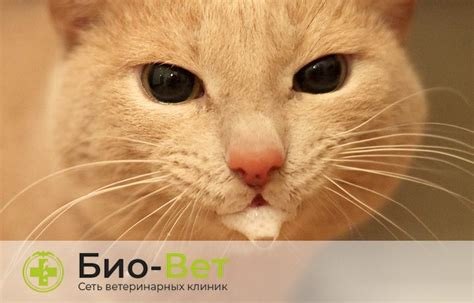 Бешенство у кошек: признаки, вакцина и лечение