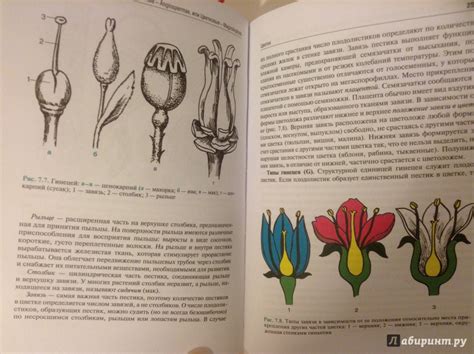 Книга: Ботаника. Учебник - Барабанов, Зайчикова. Купить книгу, читать ...