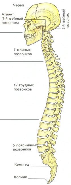 Скелет