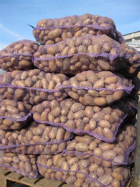 Продам картофель сорт бела Росса 60 тонн, Тернопольская обл — Agro-Ukraine
