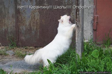Лучшая котоматрица недели (28 фото)