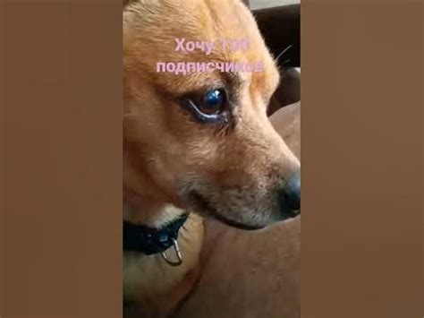 моя собачка 🐶🐶🐶🐶🐶🐶 - YouTube