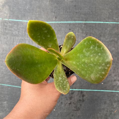 Echeveria 'Fireball' (1 x CUTTING) – LET LOVE GROW (Succulent & Cactus)