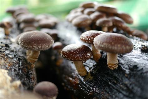 Características, Hábitat y Propiedades Completas del Hongo Shiitake ...