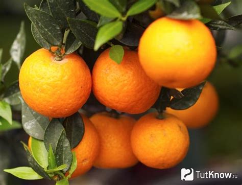 Chinotto напиток что это