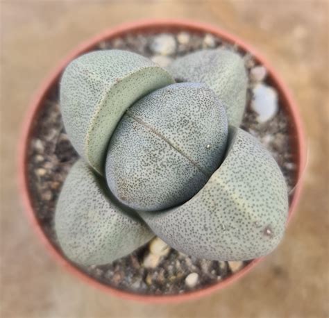 Pleiospilos nelii