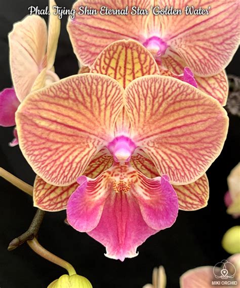 Phal. Tying Shin Eternal Star 'Golden Water'