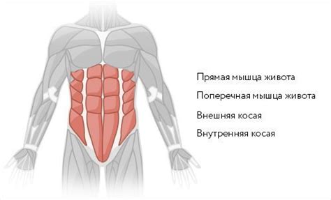 Пояс-миостимулятор для пресса Abdominal M10, Gezatone: цены, фото ...