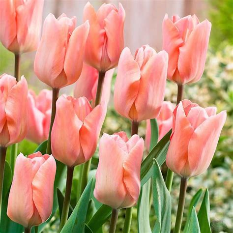 Тюльпан Эприкот Перфекшн (Tulipa Apricot Perfection) купить луковицы в ...