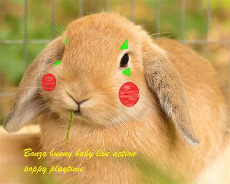 Poster bonzo bunny by SimbaLionking2019 on DeviantArt