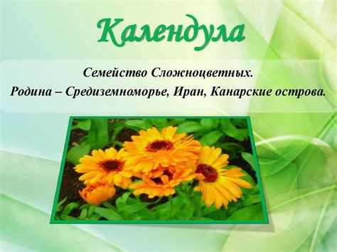 Однолетние цветущие растения - презентация онлайн