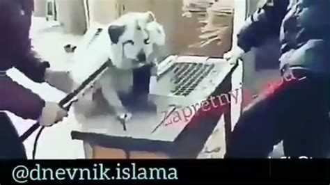 Петиция · Прекратите насилие животных способом сдирание шкуры с ...